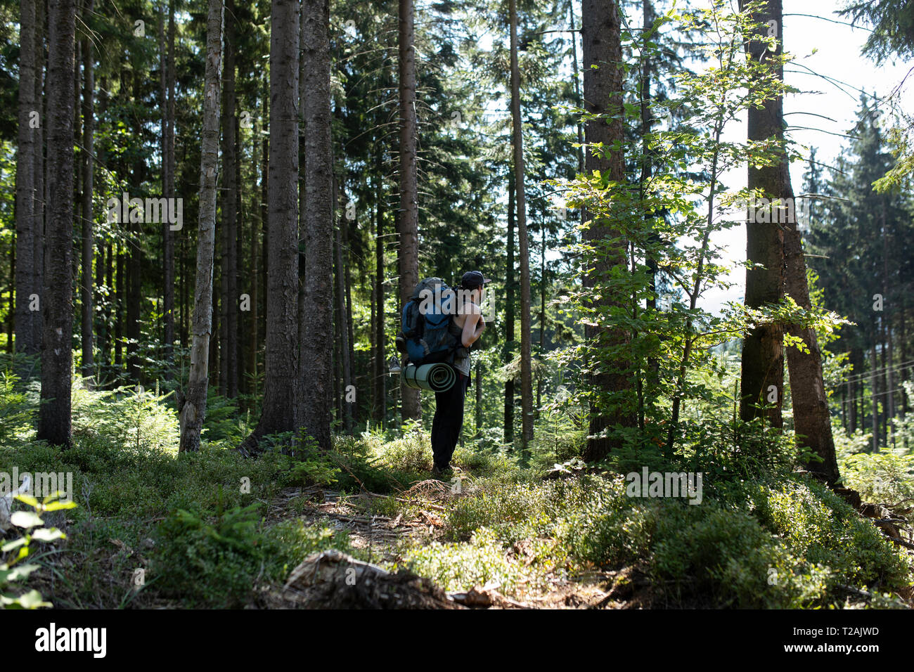 Hiker in forest Stock Photo - Alamy