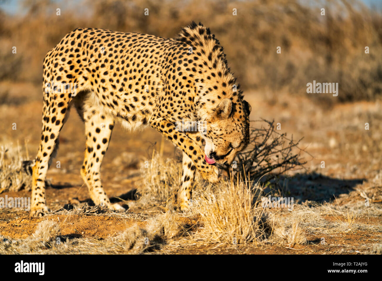 Paw of cheetah hi-res stock photography and images - Alamy