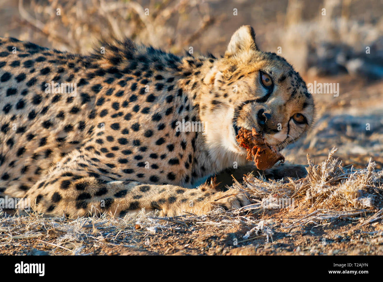 Cheetah prey hi-res stock photography and images - Alamy
