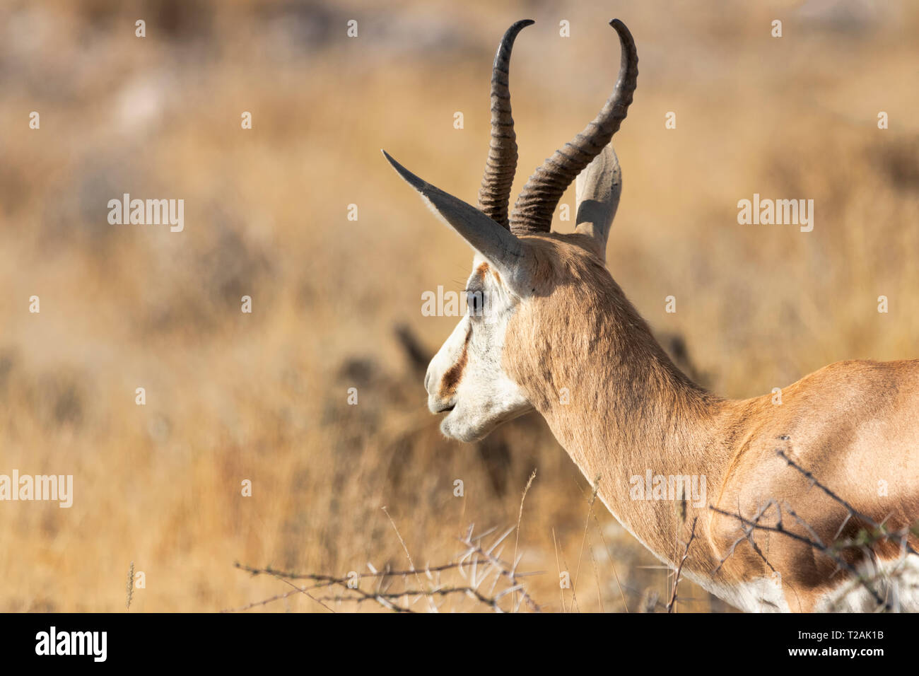 Springbuk hi-res stock photography and images - Alamy