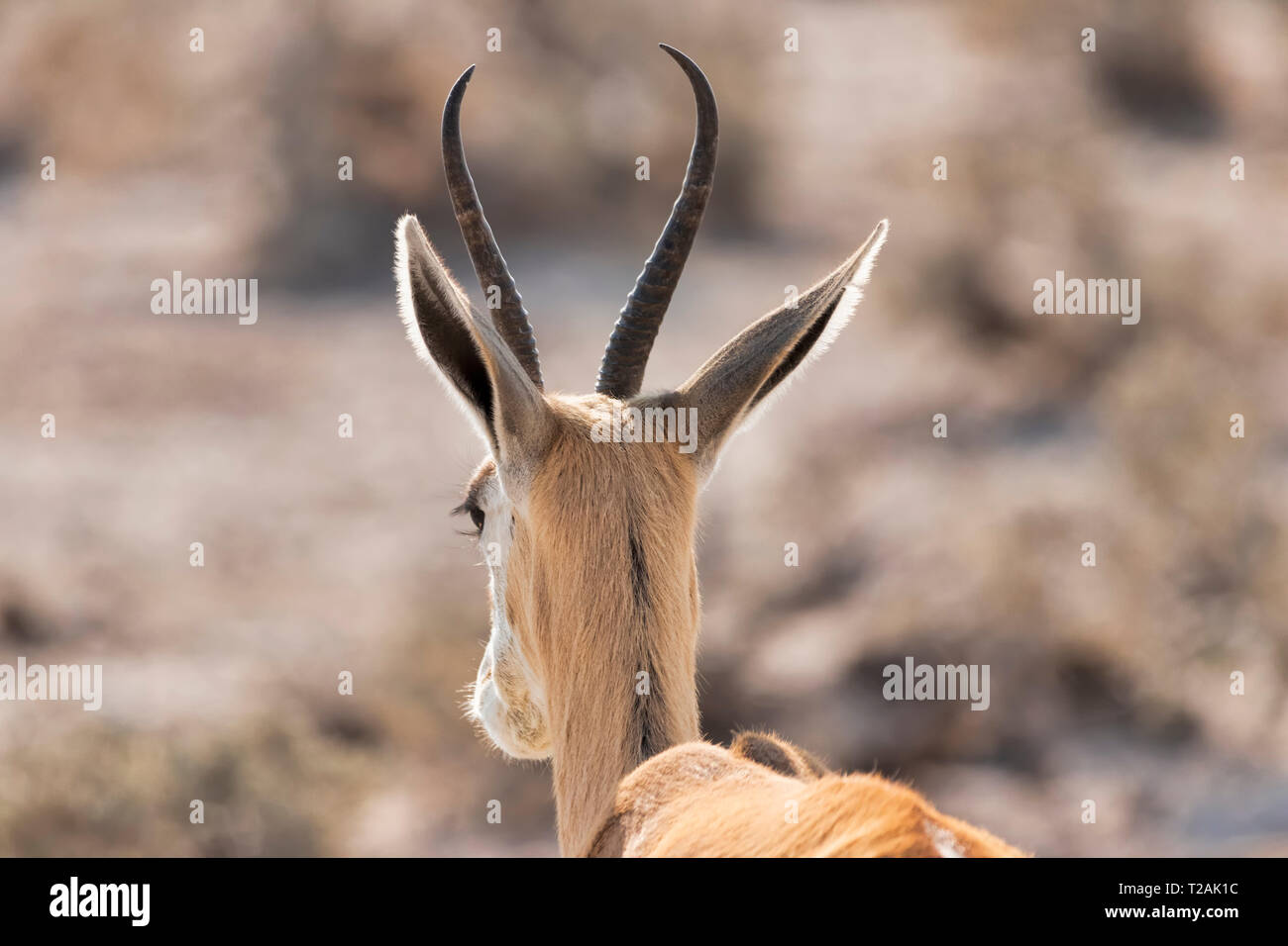 Springbuk hi-res stock photography and images - Alamy