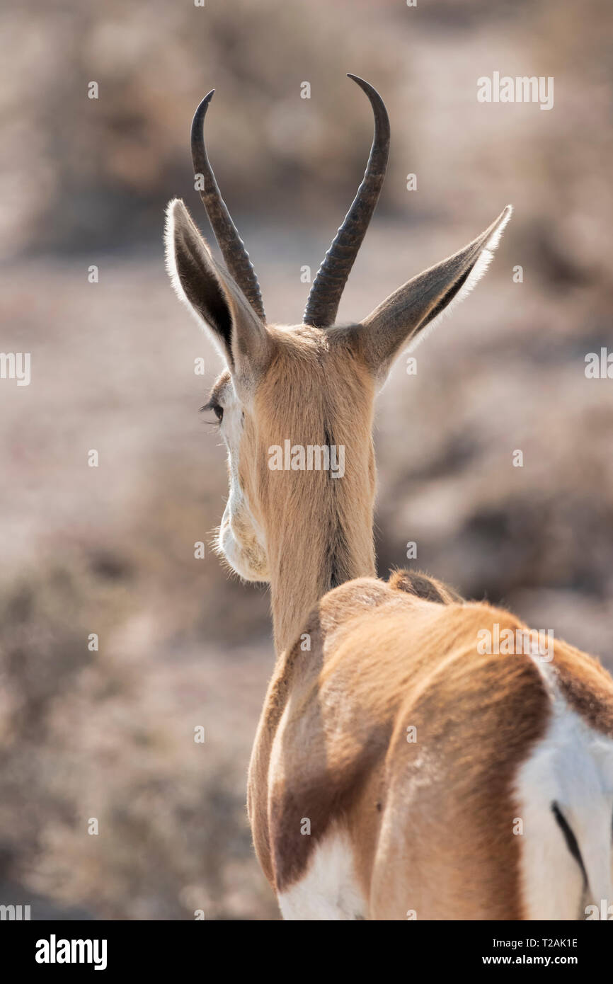 Springbuk hi-res stock photography and images - Alamy