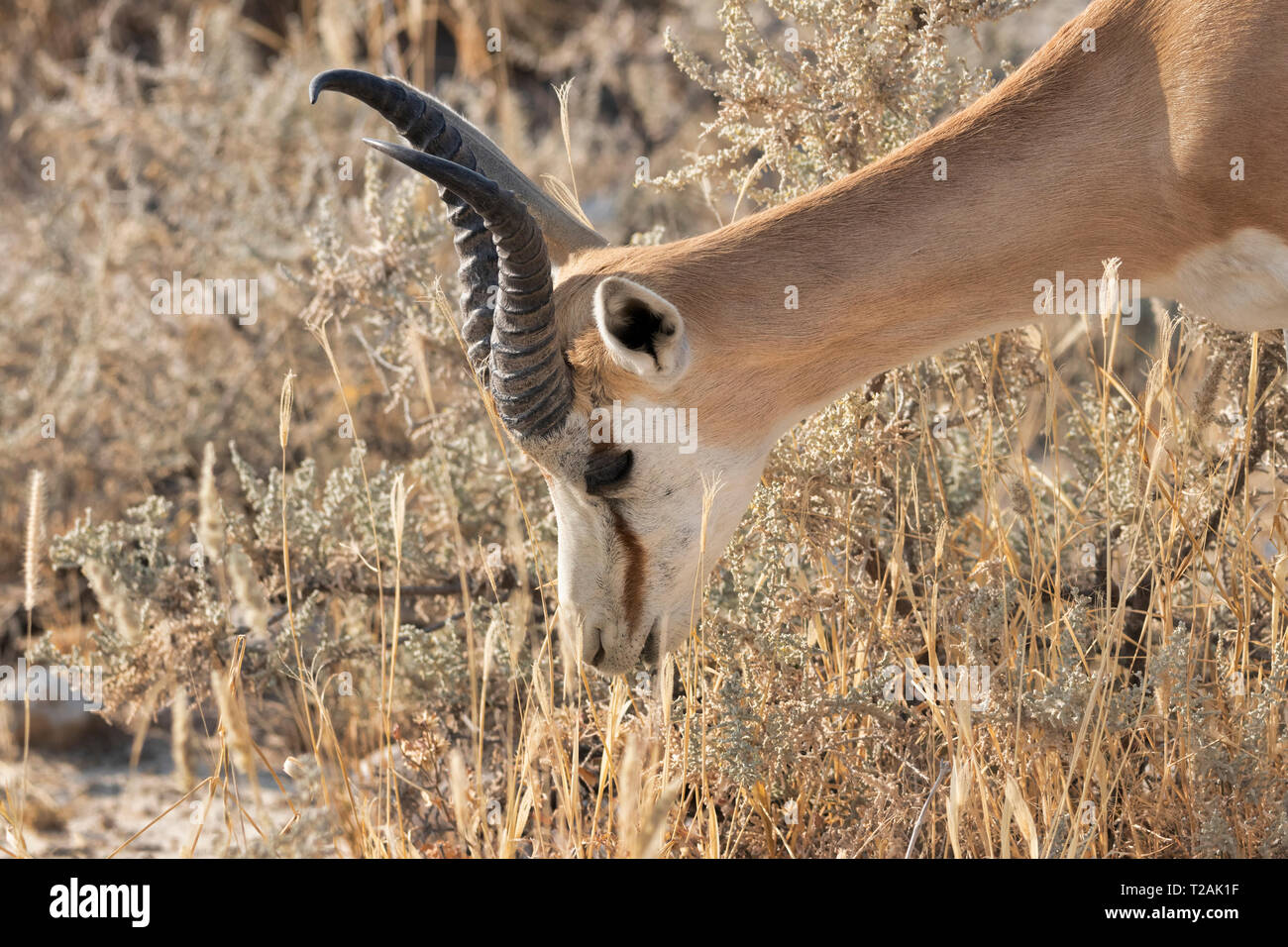 Springbuk hi-res stock photography and images - Alamy