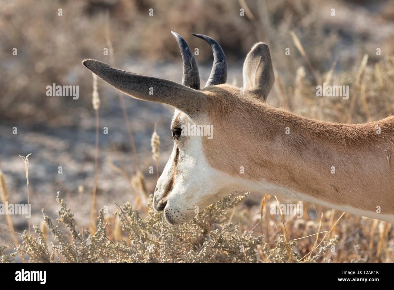 Springbuk hi-res stock photography and images - Alamy