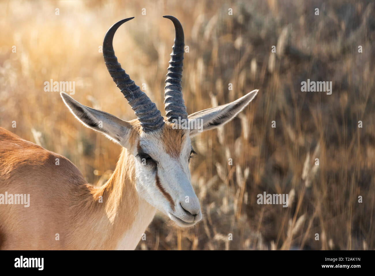 Springbuk hi-res stock photography and images - Alamy