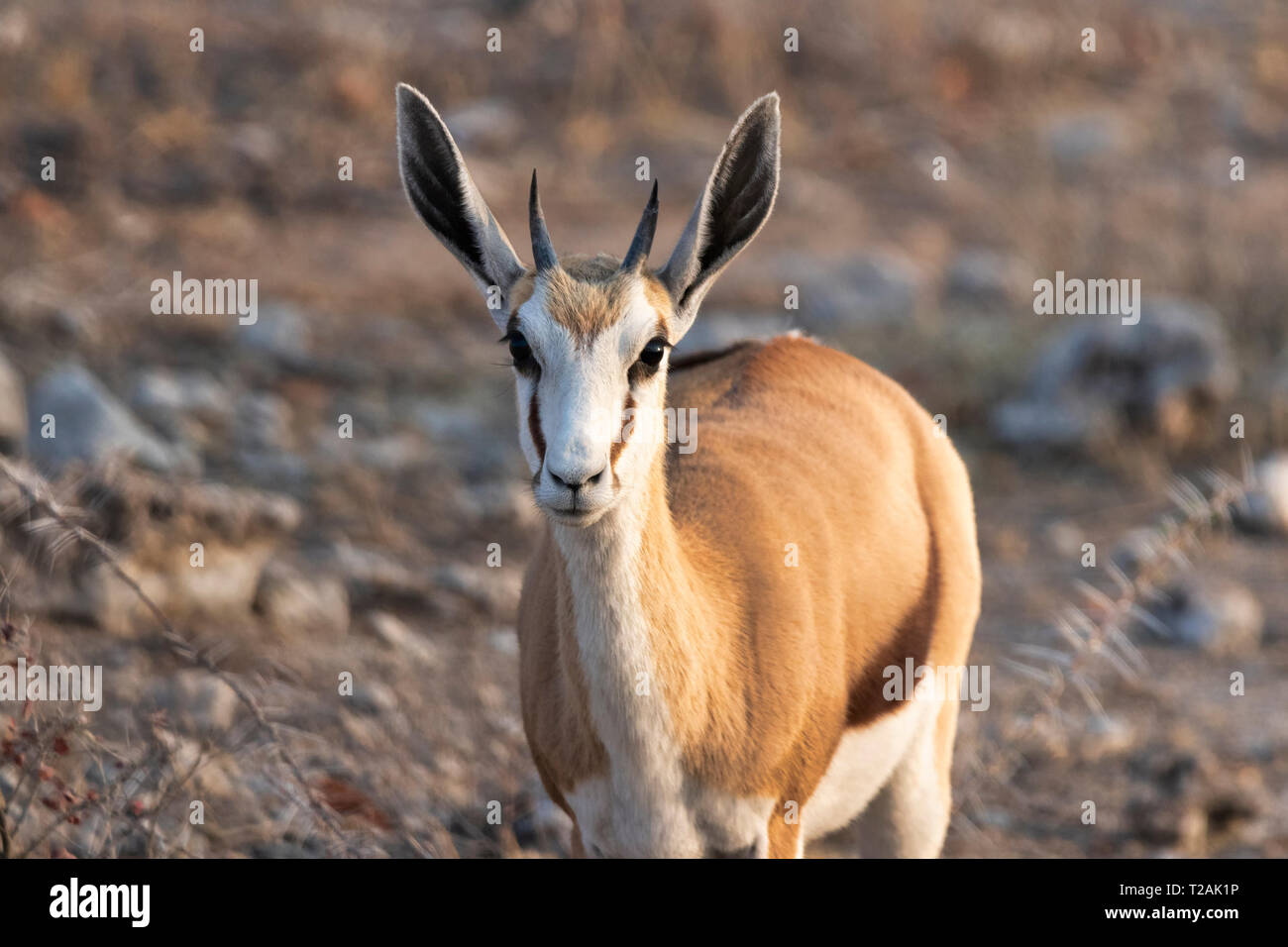 Springbuk hi-res stock photography and images - Alamy