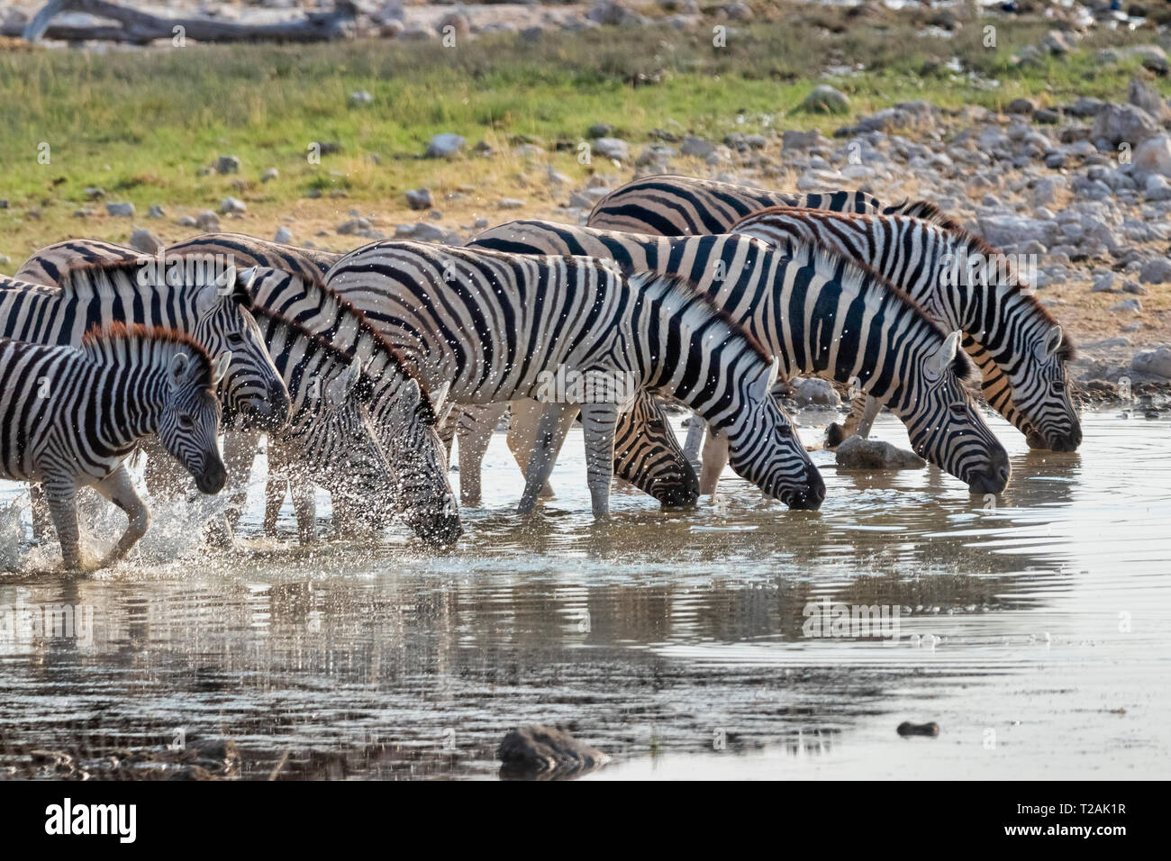 Zebras in water Stock Photo - Alamy