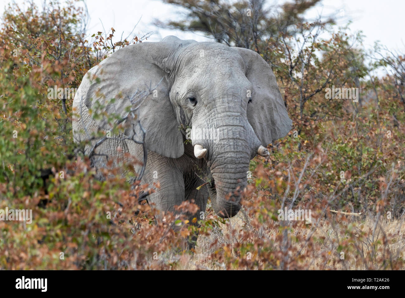 Bull bush hi-res stock photography and images - Alamy