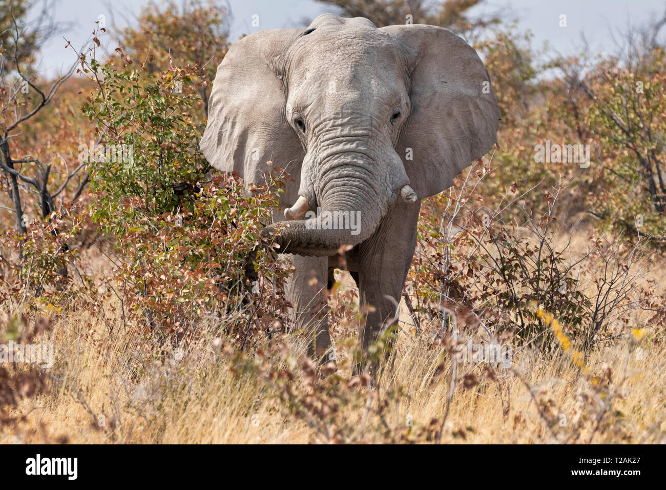 Elephant in bush Stock Photo - Alamy