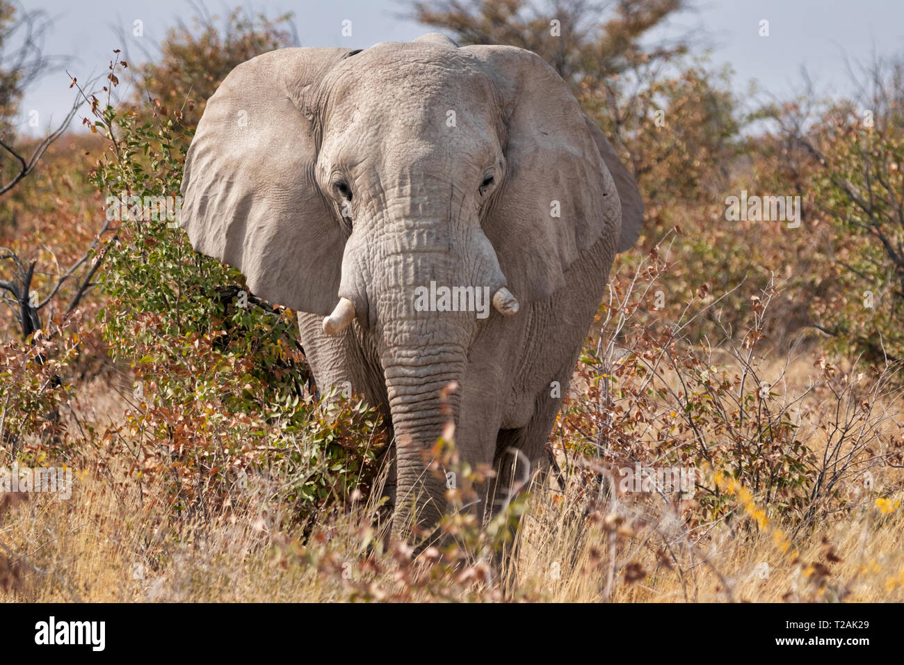 Elephant in bush Stock Photo - Alamy