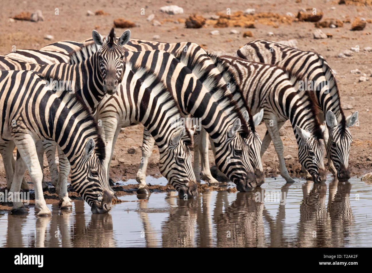 Zebra drinking hole hi-res stock photography and images - Alamy