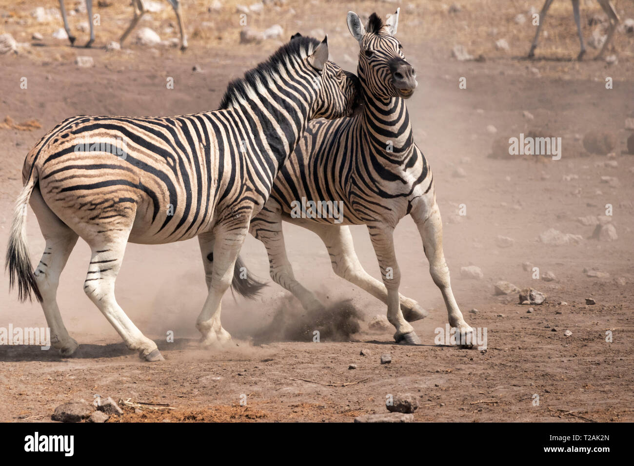 Aggressive zebras hi-res stock photography and images - Alamy