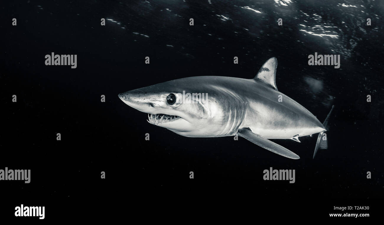 Mako shark teeth hi-res stock photography and images - Alamy