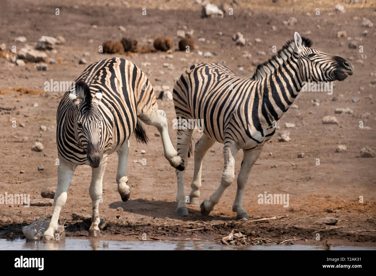 Aggressive zebras hi-res stock photography and images - Alamy