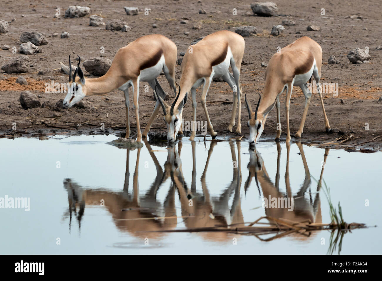 Drinking springbuk hi-res stock photography and images - Alamy