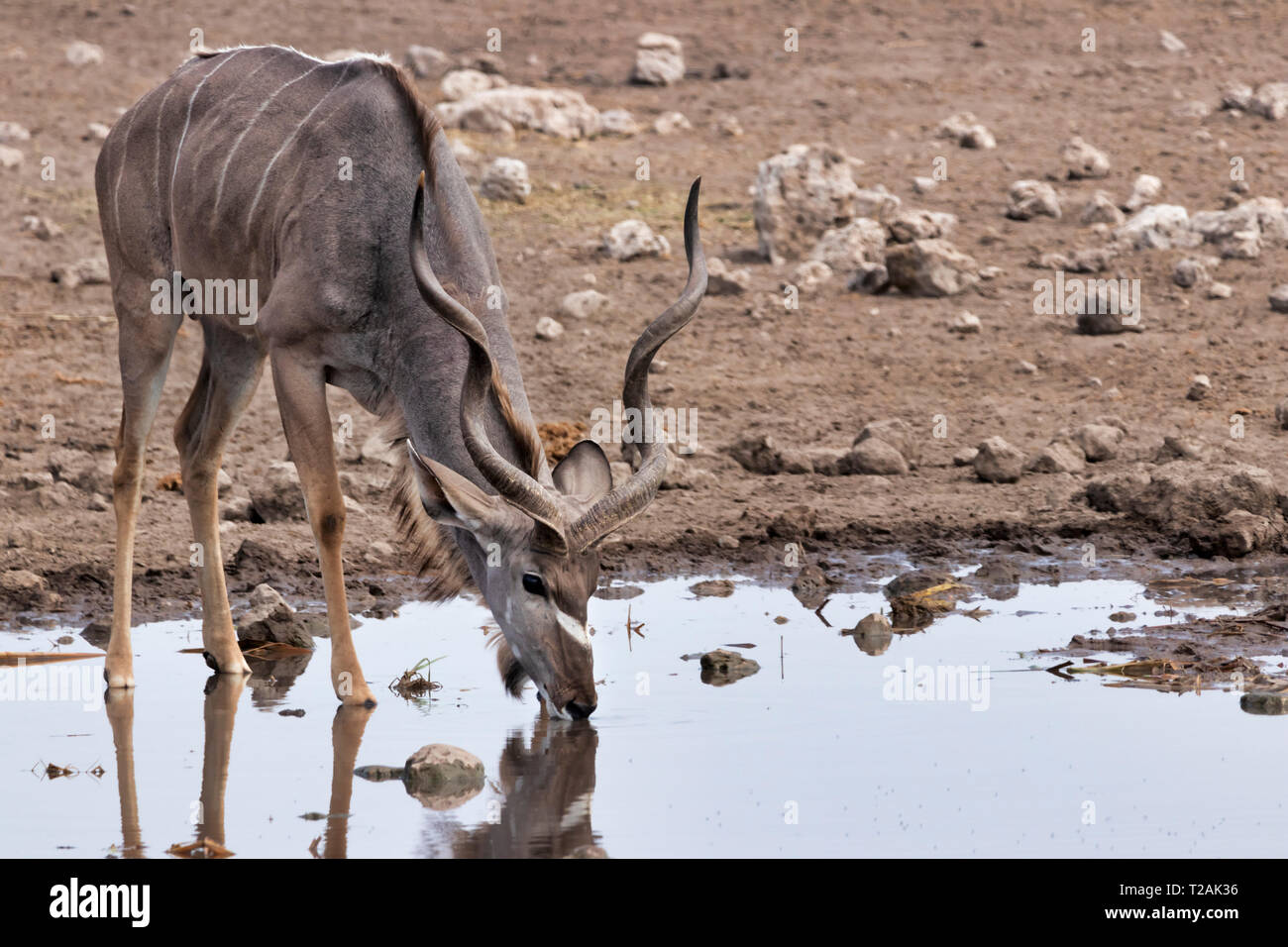 Kudu horns hi-res stock photography and images - Alamy