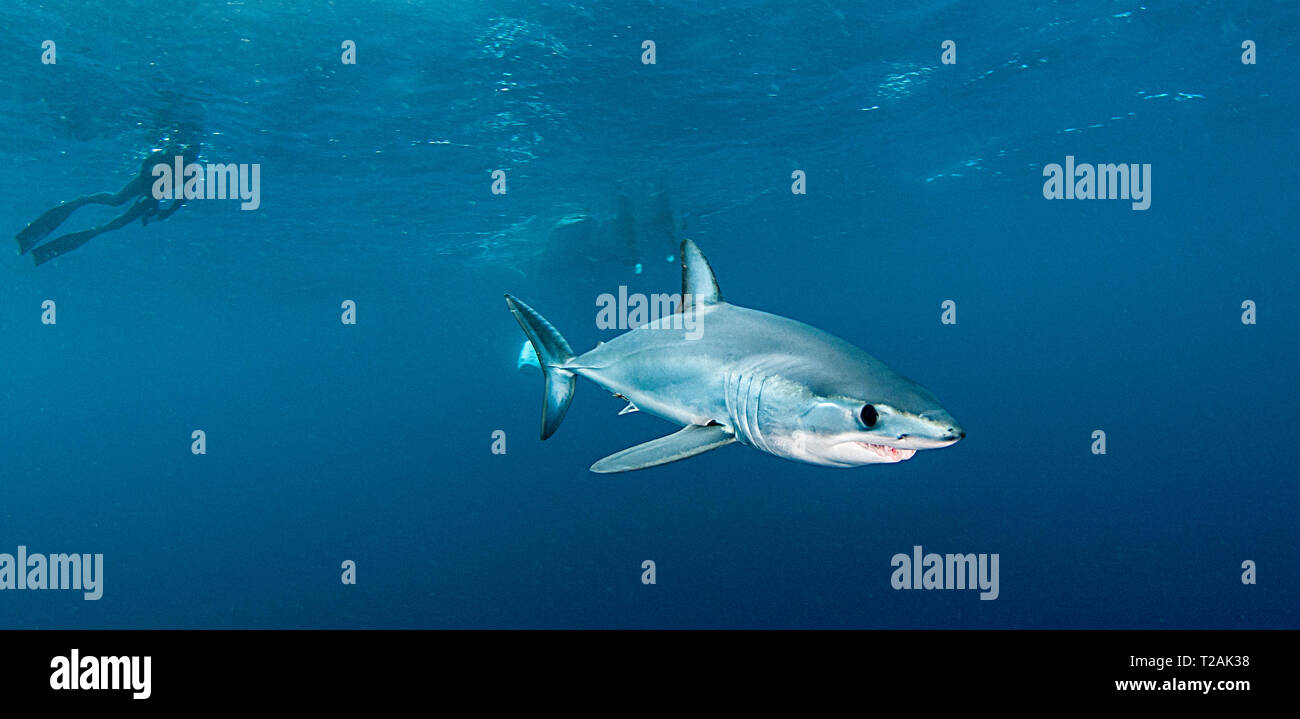 Short fin mako shark swimming in the blue offshore past Western Cape ...