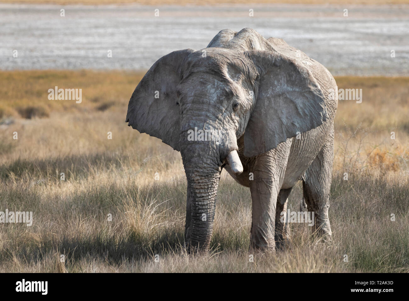 Old elephant hi-res stock photography and images - Alamy