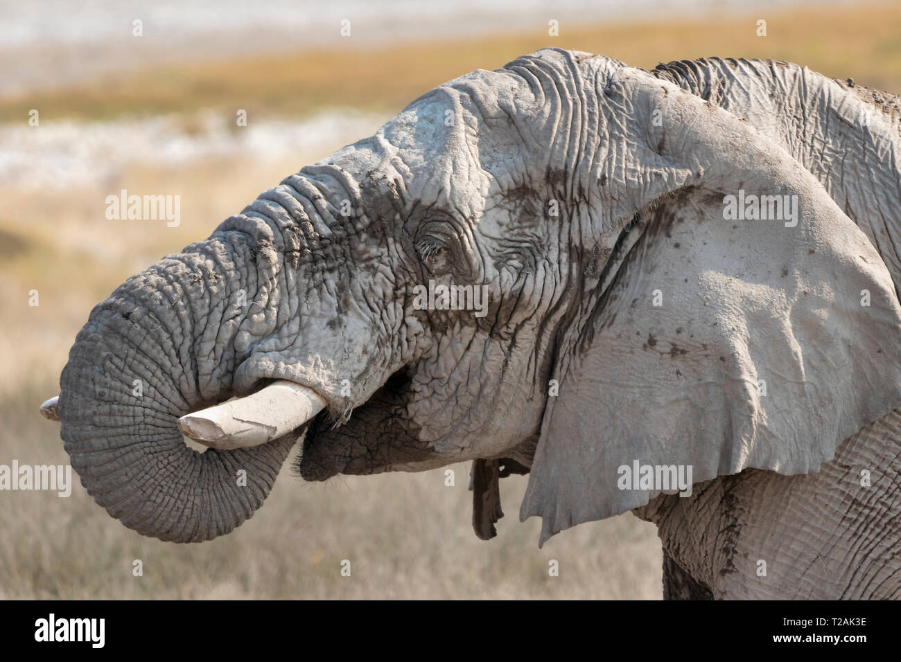 Old and weary hi-res stock photography and images - Alamy