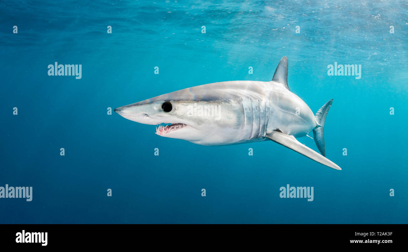 Mako shark hi-res stock photography and images - Alamy