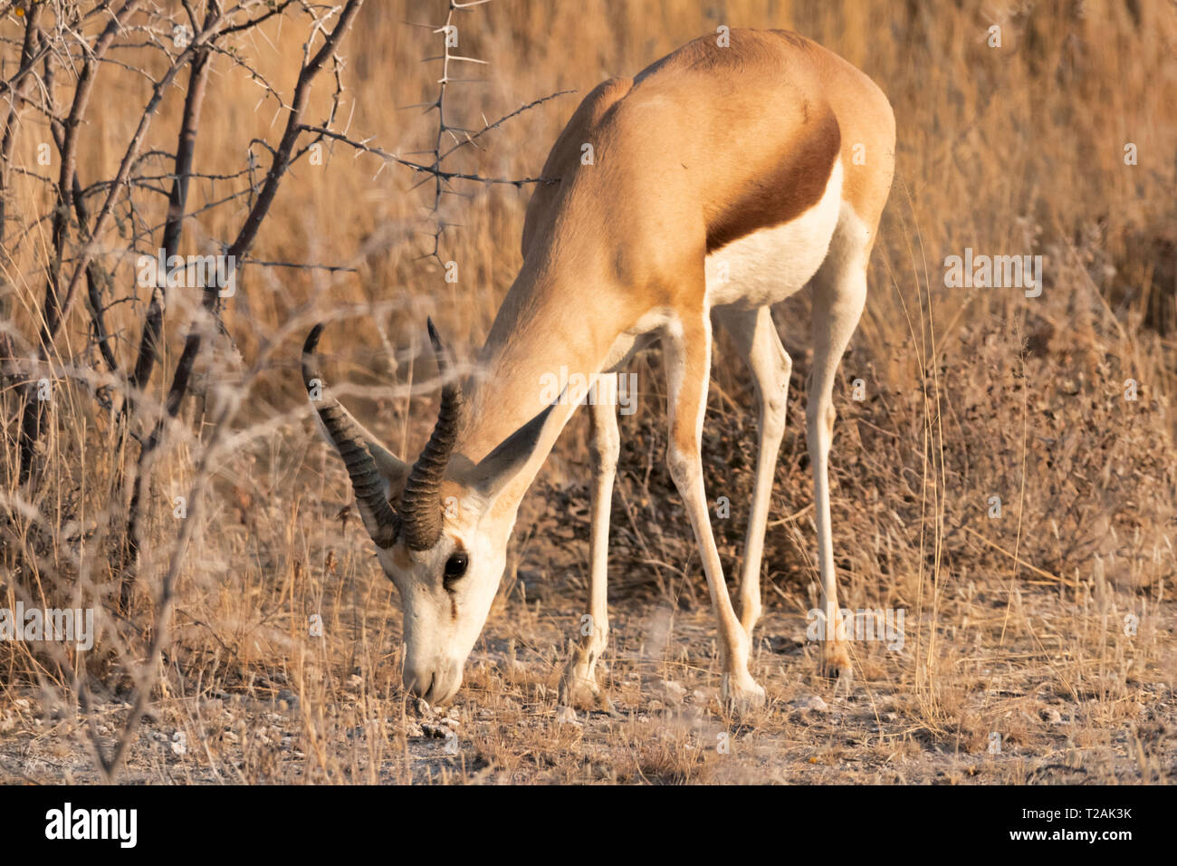 Springbok grazing hi-res stock photography and images - Alamy