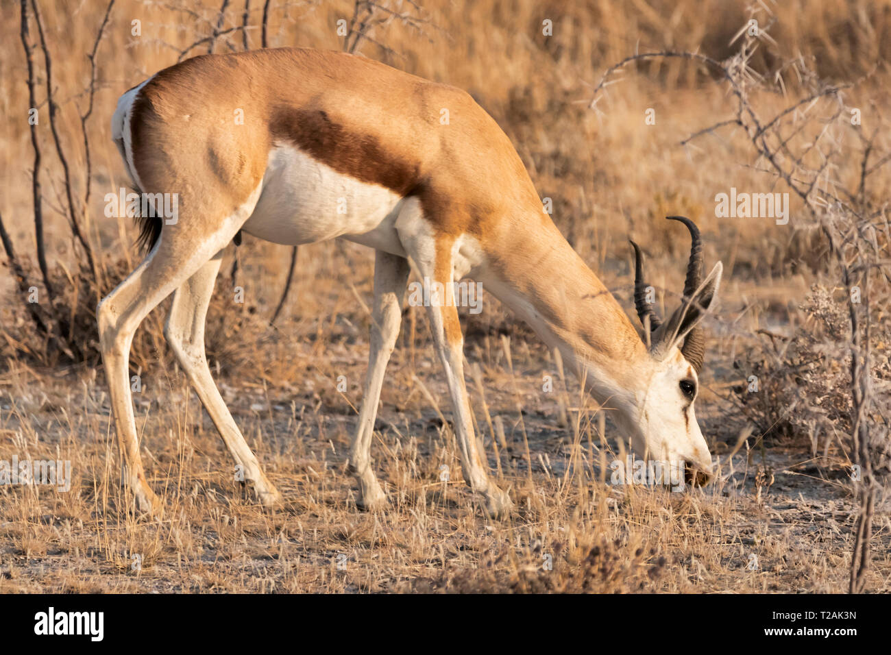 Springbok antelope eating hi-res stock photography and images - Alamy