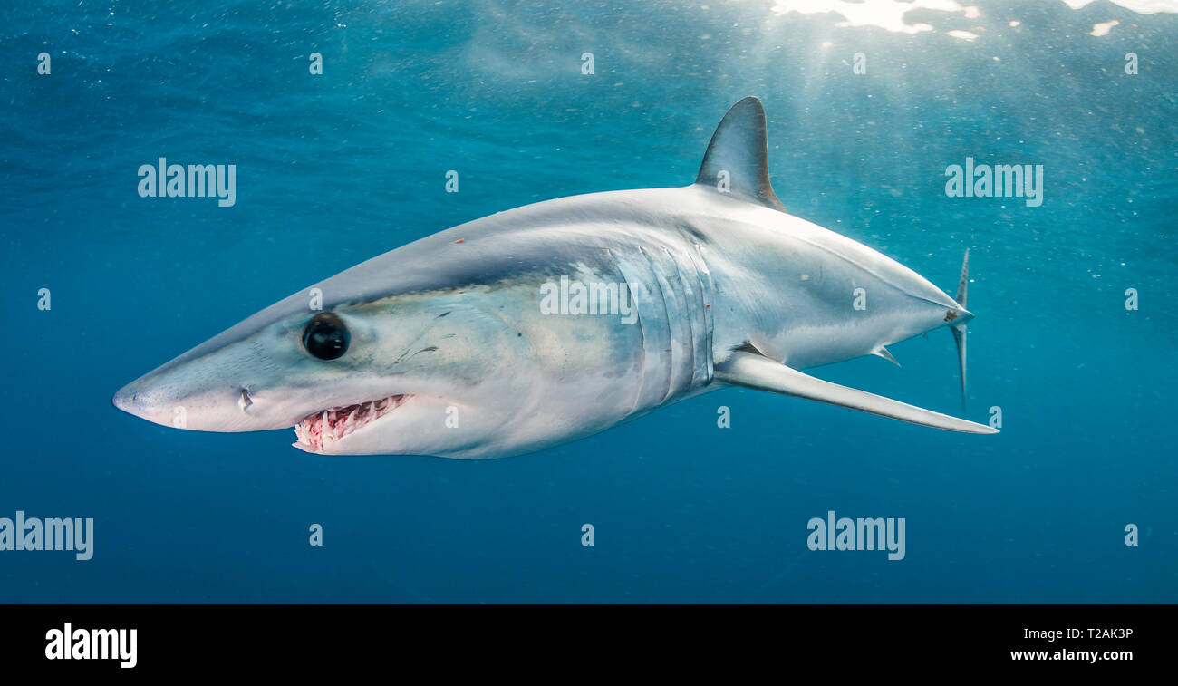 Short fin mako shark hi-res stock photography and images - Alamy
