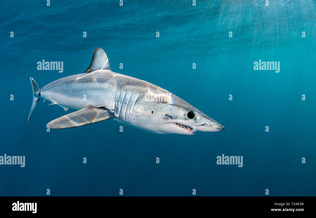 Mako shark teeth hi-res stock photography and images - Alamy