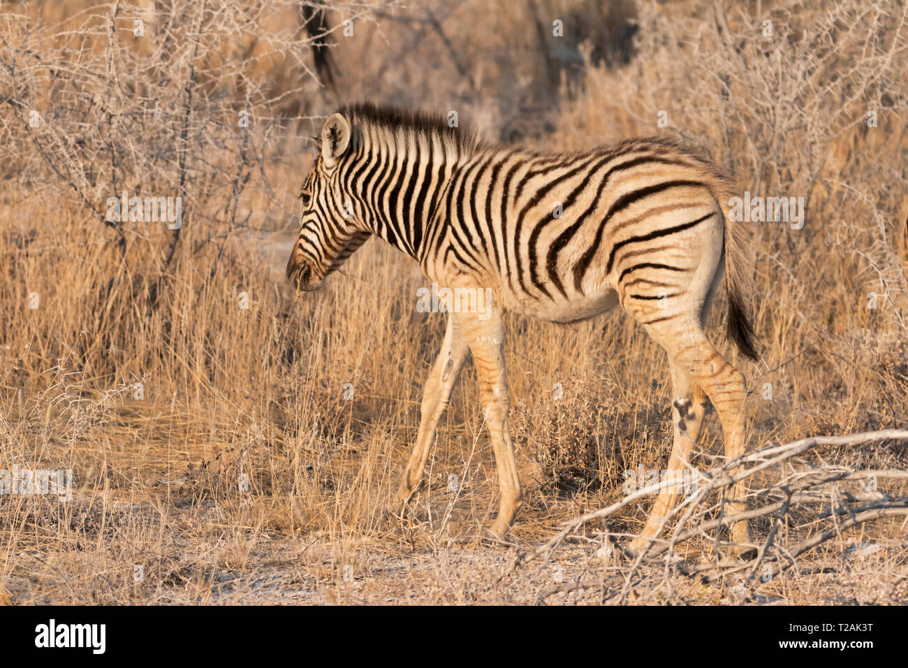 Baby zebra walking hi-res stock photography and images - Alamy