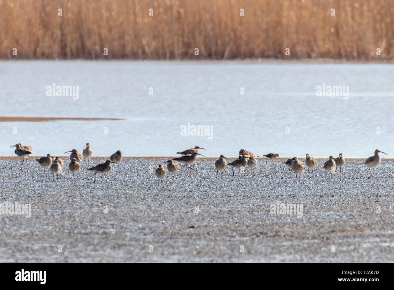 Eurasian Curlew, Common Curlew (Numenius arquata) single bird in water ...