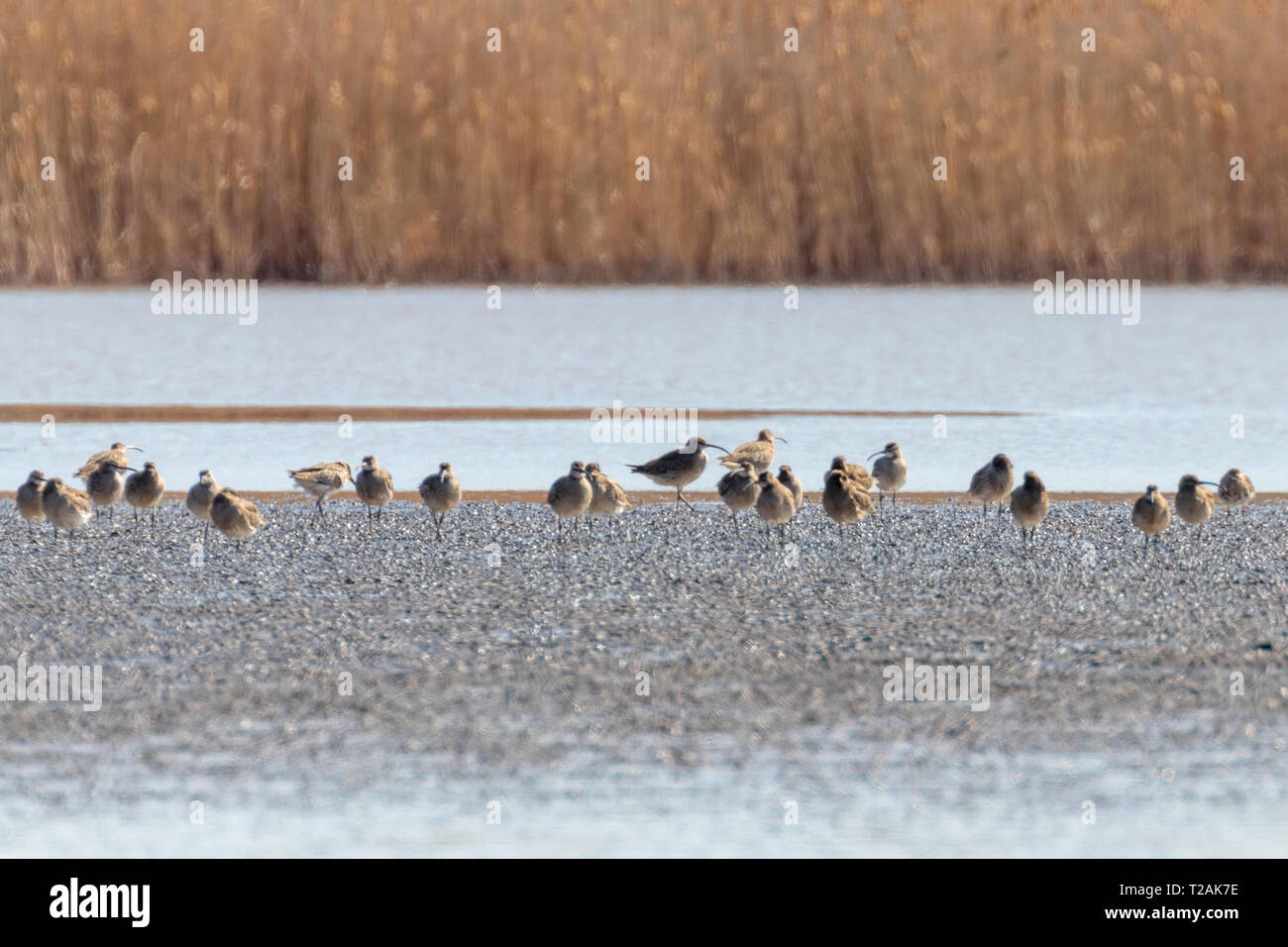 Eurasian Curlew, Common Curlew (Numenius arquata) single bird in water ...