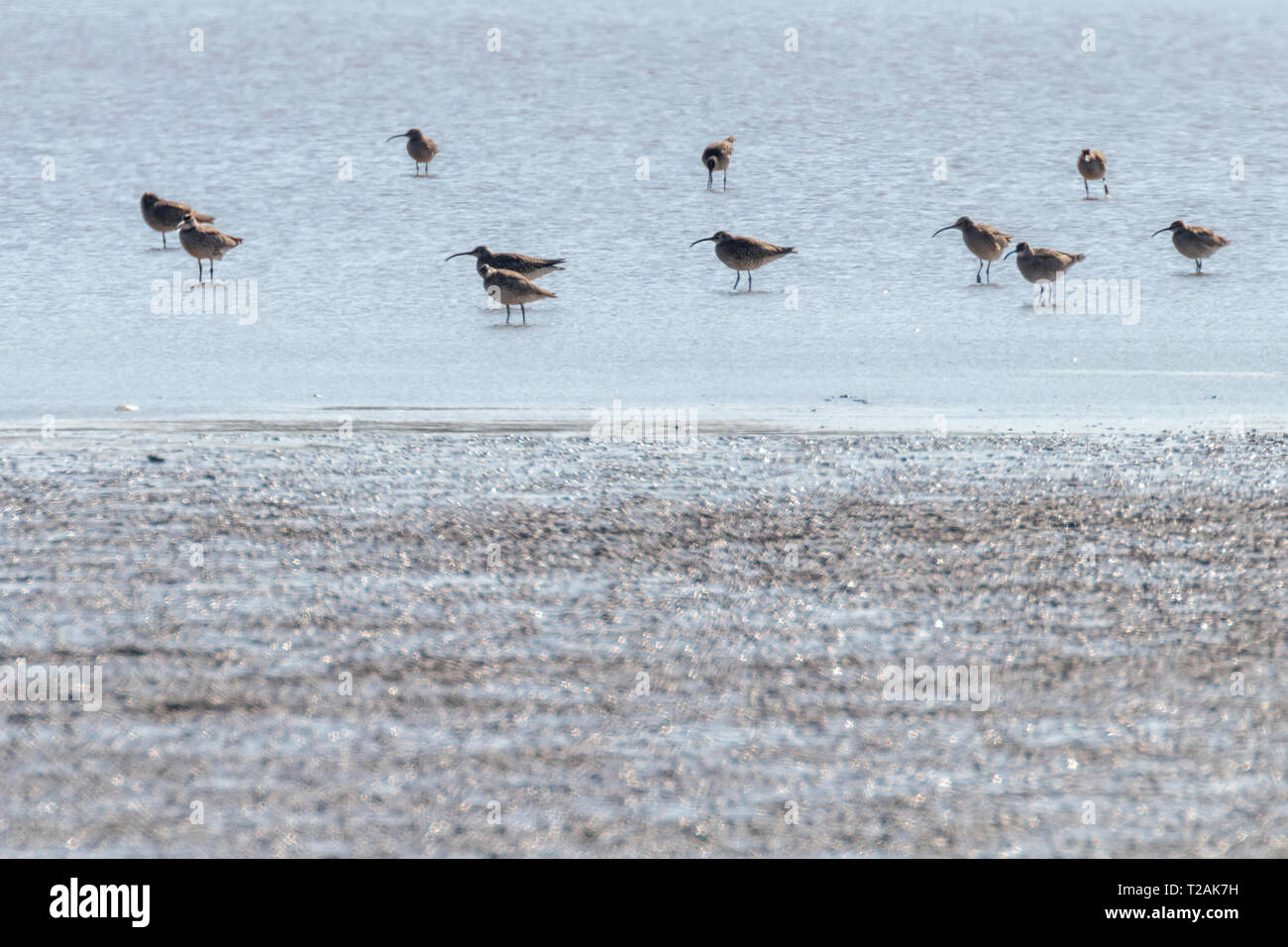 Eurasian Curlew, Common Curlew (Numenius arquata) single bird in water ...