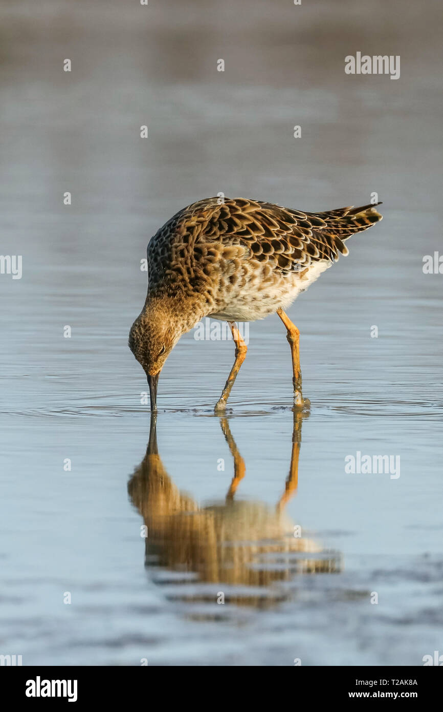 Ruff water bird (Philomachus pugnax) Ruff in water Stock Photo - Alamy