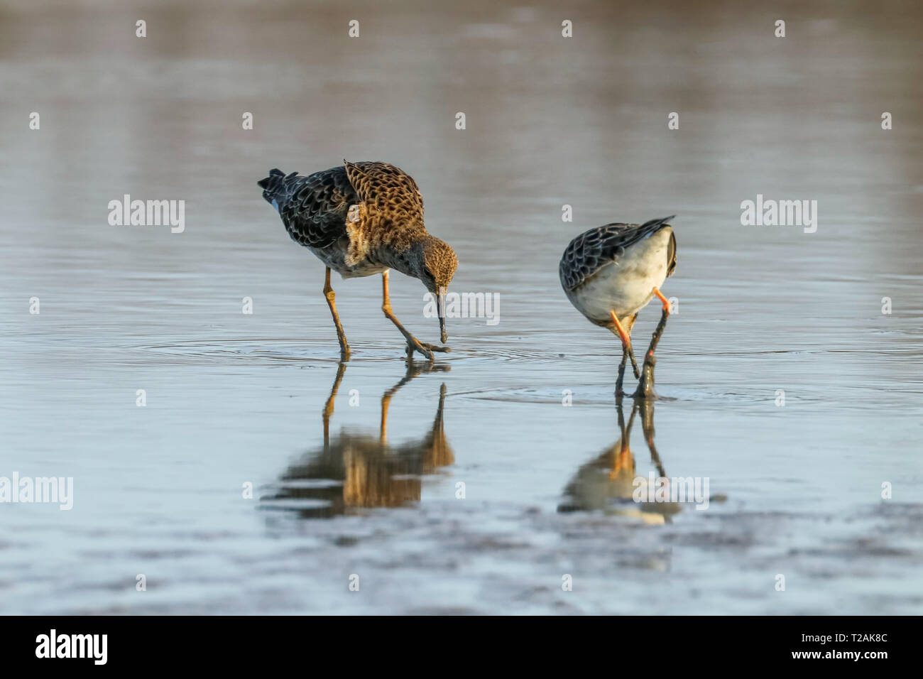 Ruff water bird (Philomachus pugnax) Ruff in water Stock Photo - Alamy