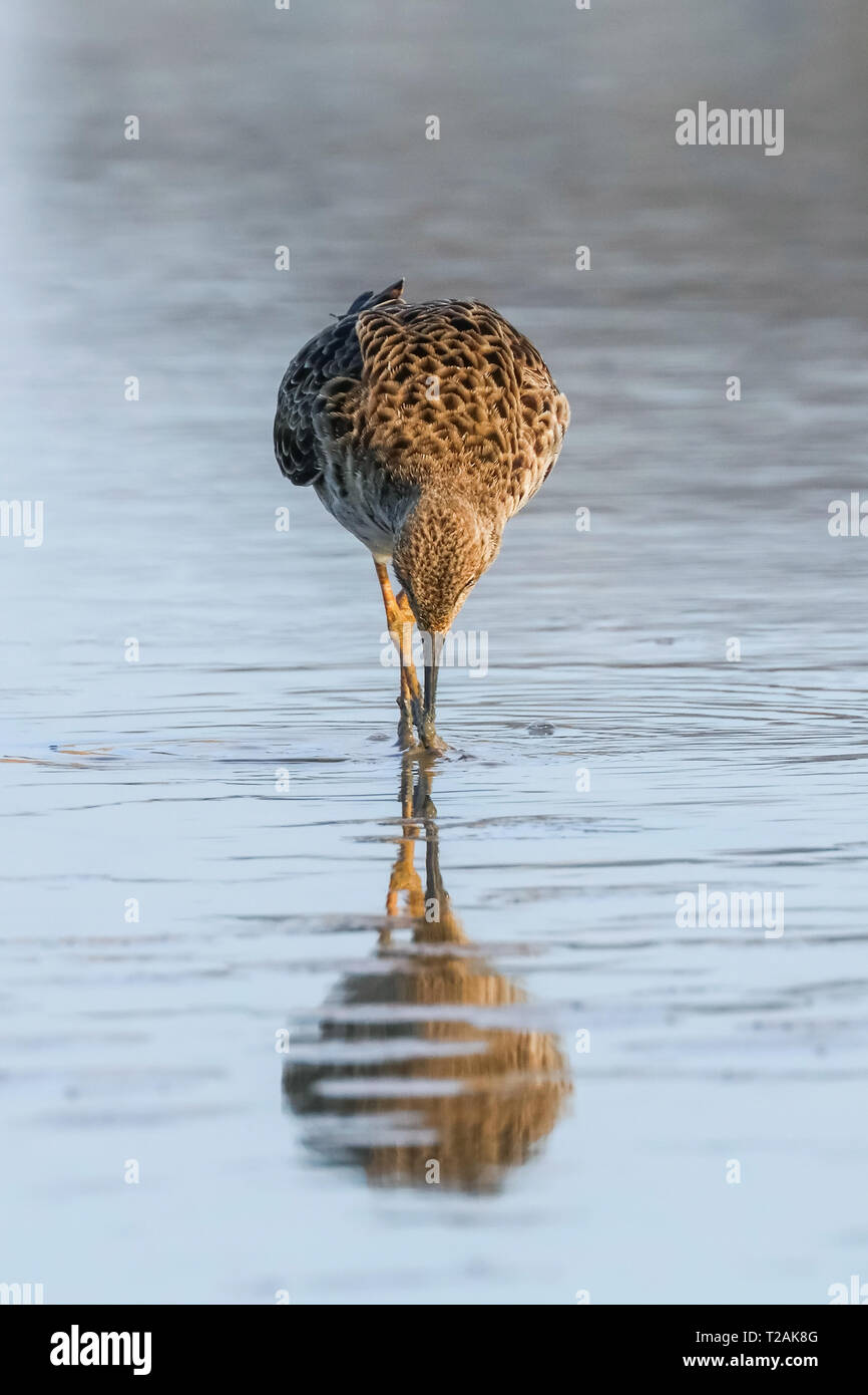 Ruff water bird (Philomachus pugnax) Ruff in water Stock Photo - Alamy