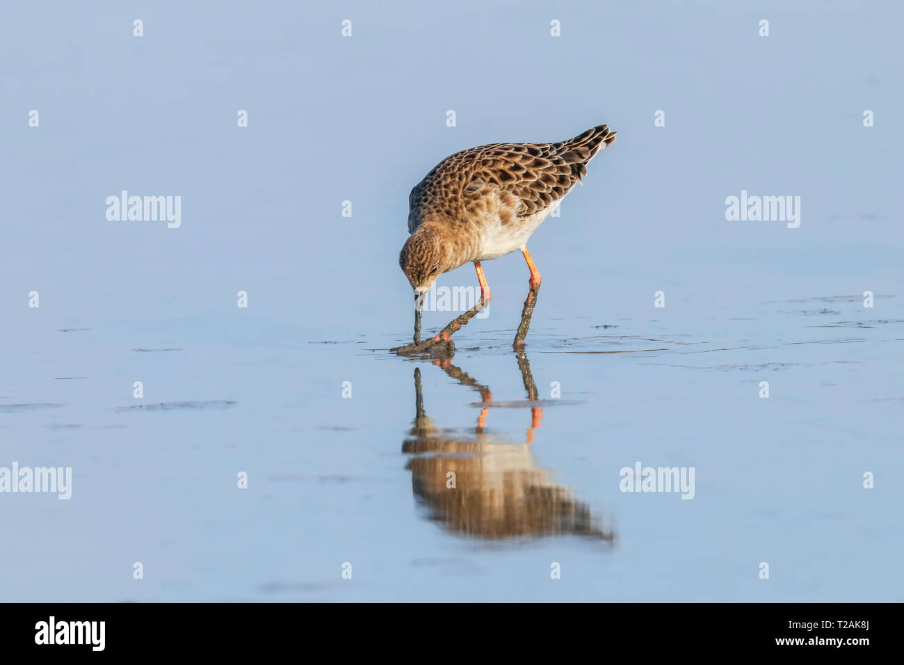 Ruff water bird (Philomachus pugnax) Ruff in water Stock Photo - Alamy