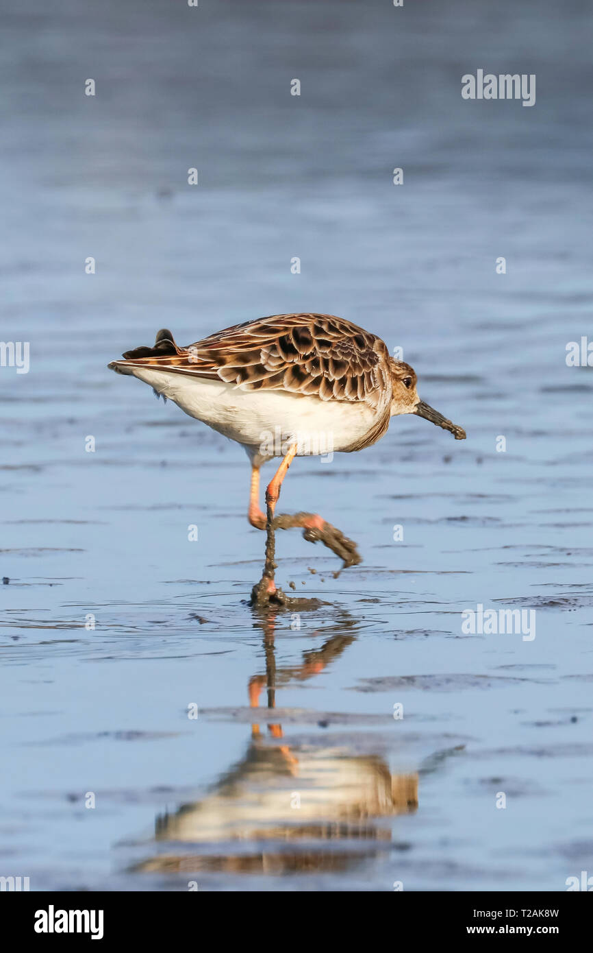 Ruff water bird (Philomachus pugnax) Ruff in water Stock Photo - Alamy