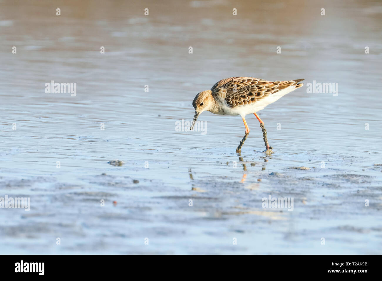 Ruff water bird (Philomachus pugnax) Ruff in water Stock Photo - Alamy