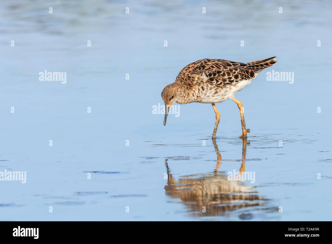 Ruff water bird (Philomachus pugnax) Ruff in water Stock Photo - Alamy