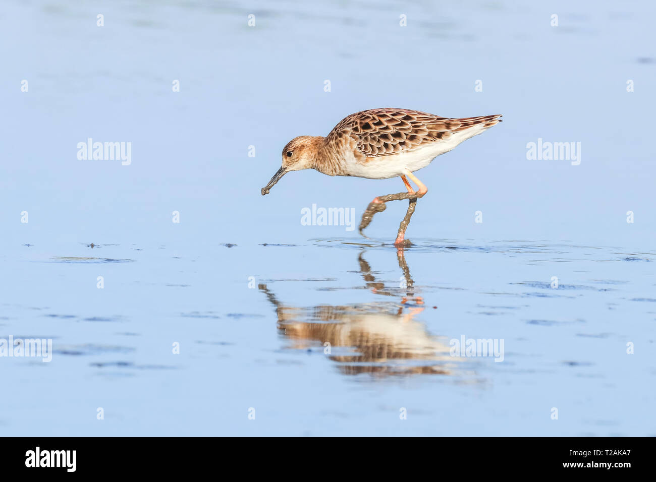 Ruff water bird (Philomachus pugnax) Ruff in water Stock Photo - Alamy