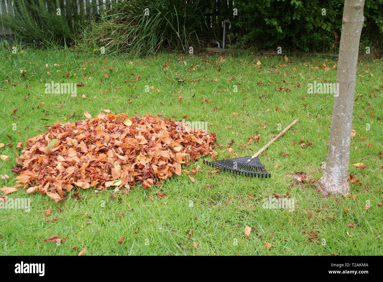 Autumn Leaves from a Plane tree raked into a pile Stock Photo - Alamy