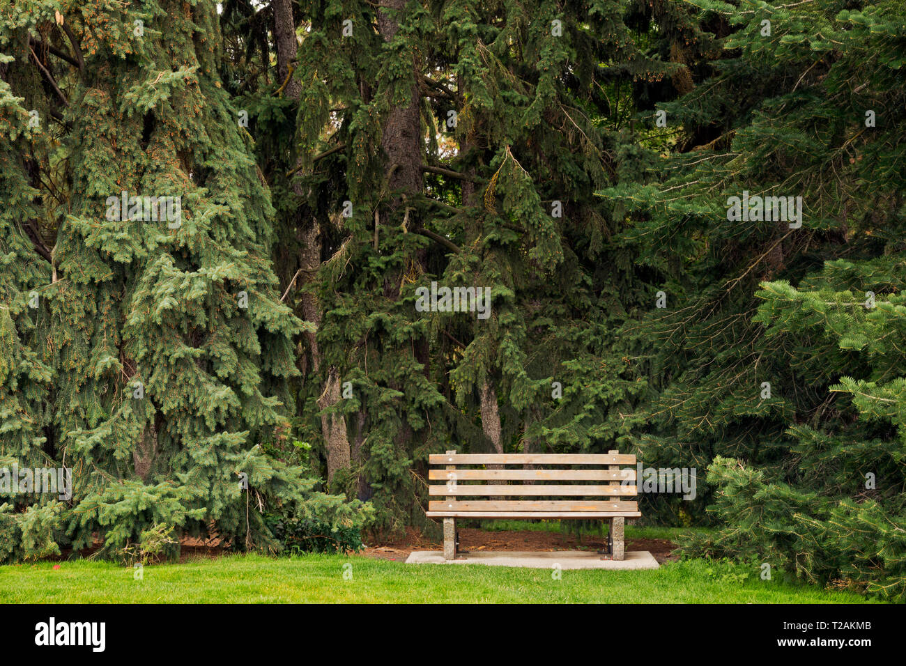 WA16090-00...WASHINGTON - Bench at the edge of the forest in Spokane's ...