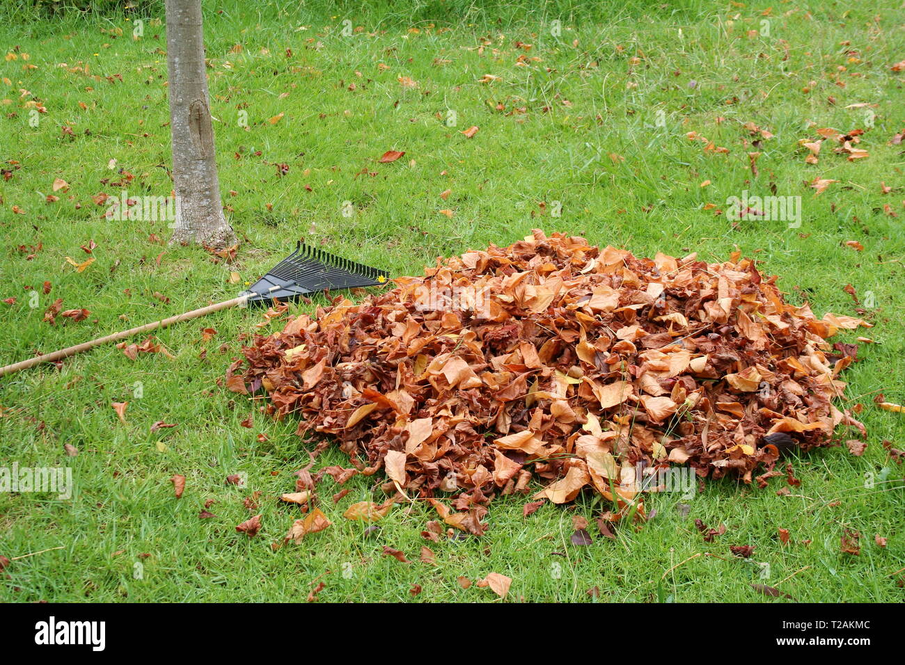 Raked leaves hi-res stock photography and images - Alamy