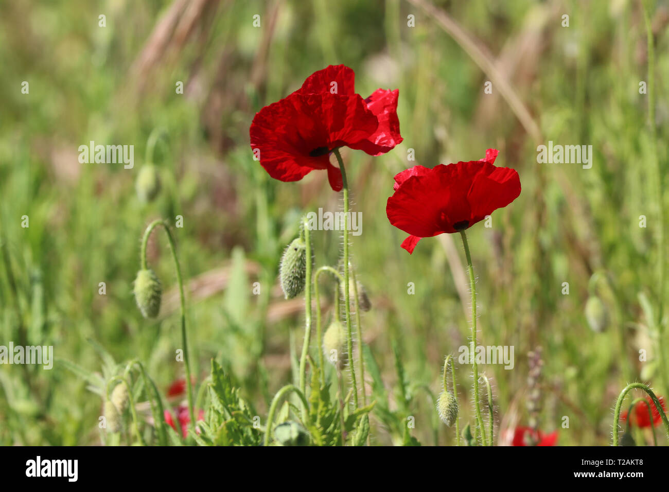 Anzac poppies hi-res stock photography and images - Alamy