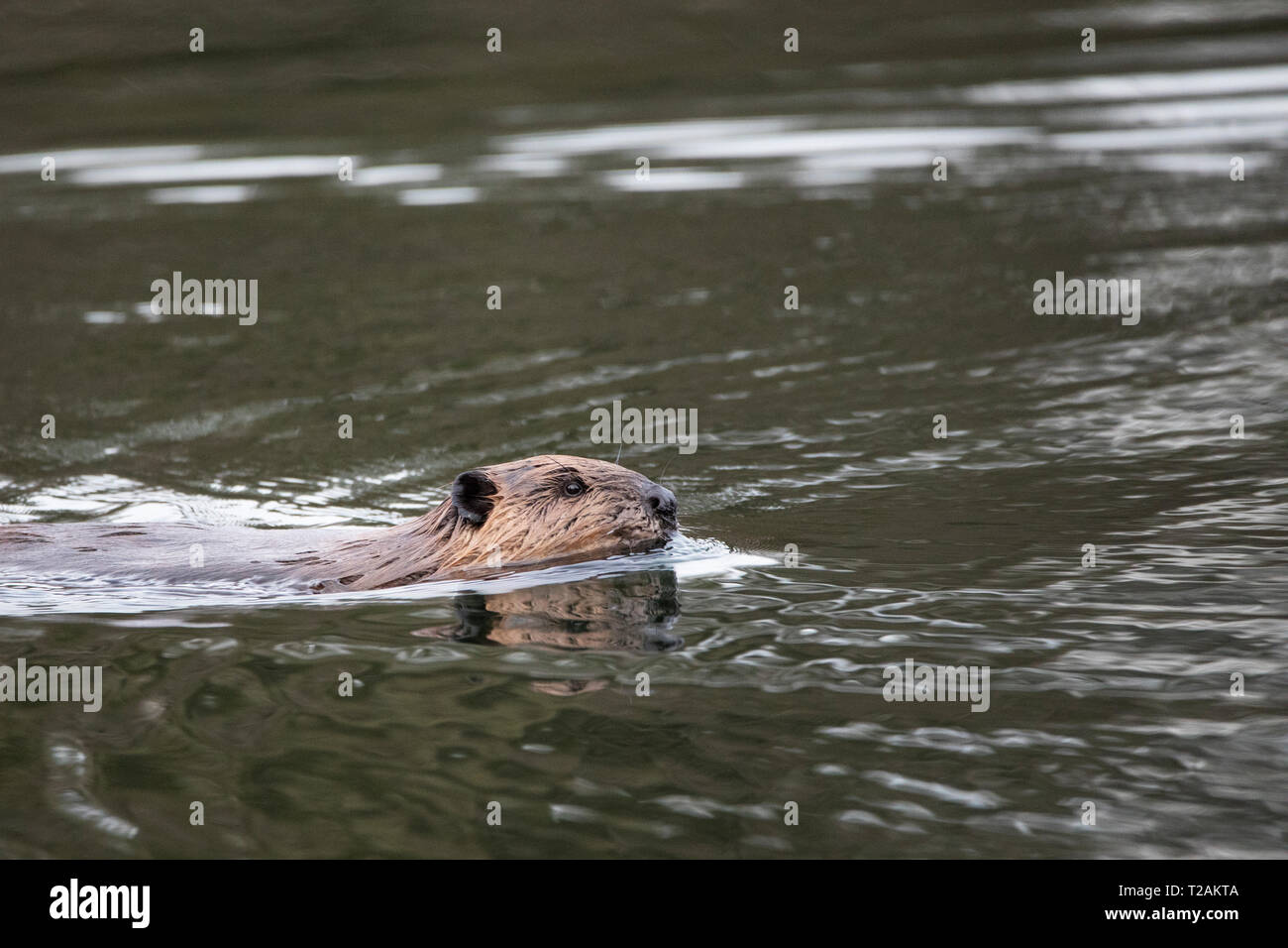 American Beaver Castor Canadensis High Resolution Stock Photography and ...