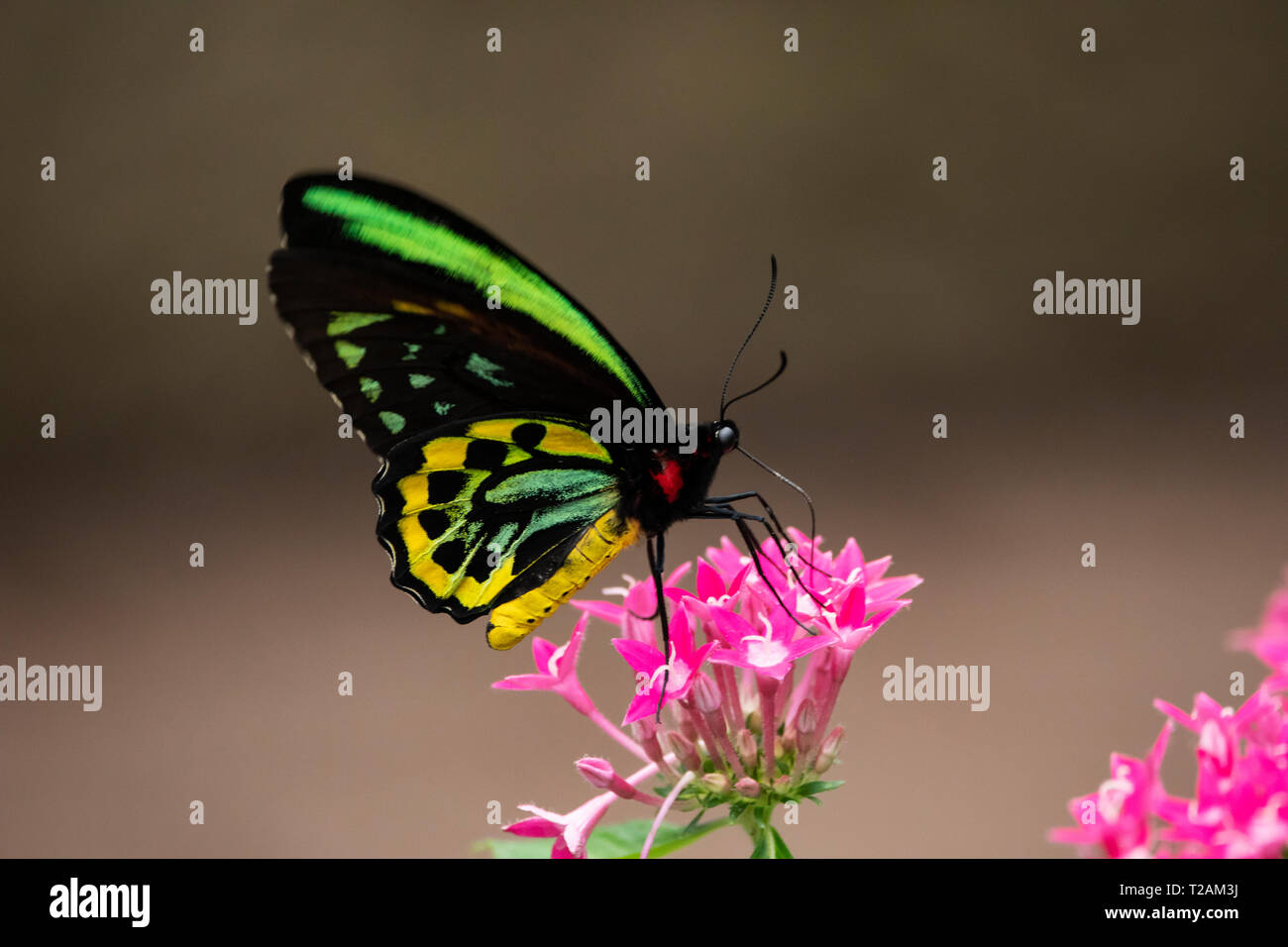 Ornithoptera hi-res stock photography and images - Alamy