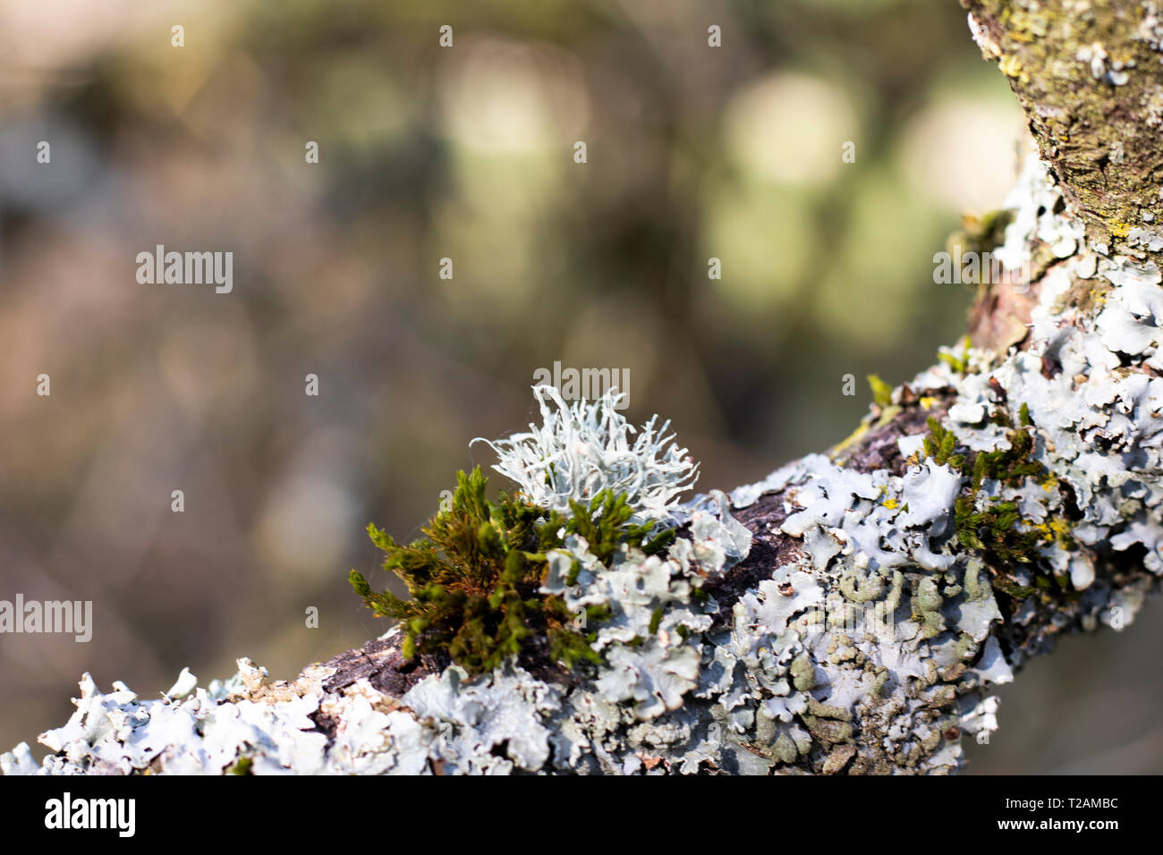 Foliose Lichen, a composite organism that arises from algae or ...