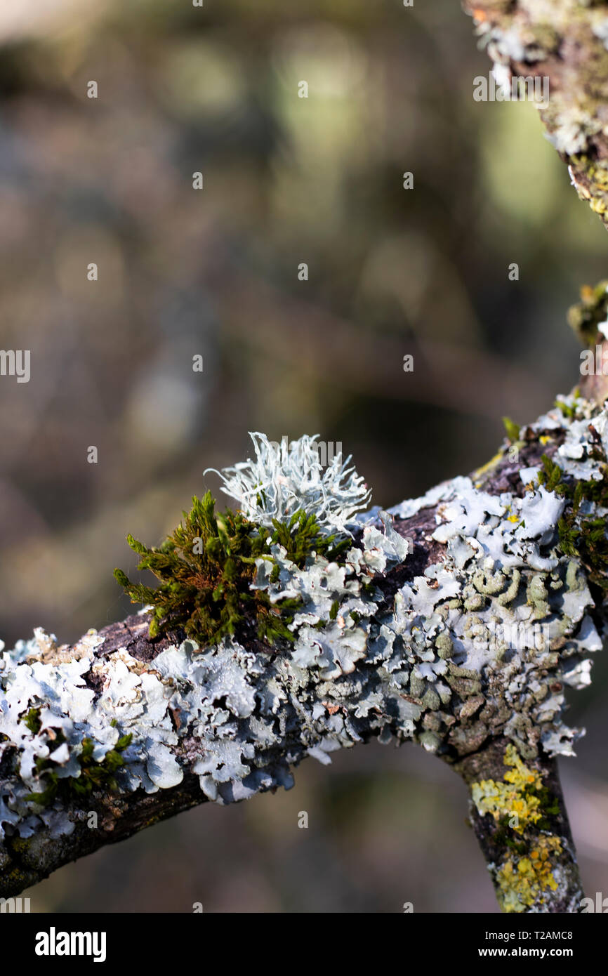Foliose Lichen, a composite organism that arises from algae or ...