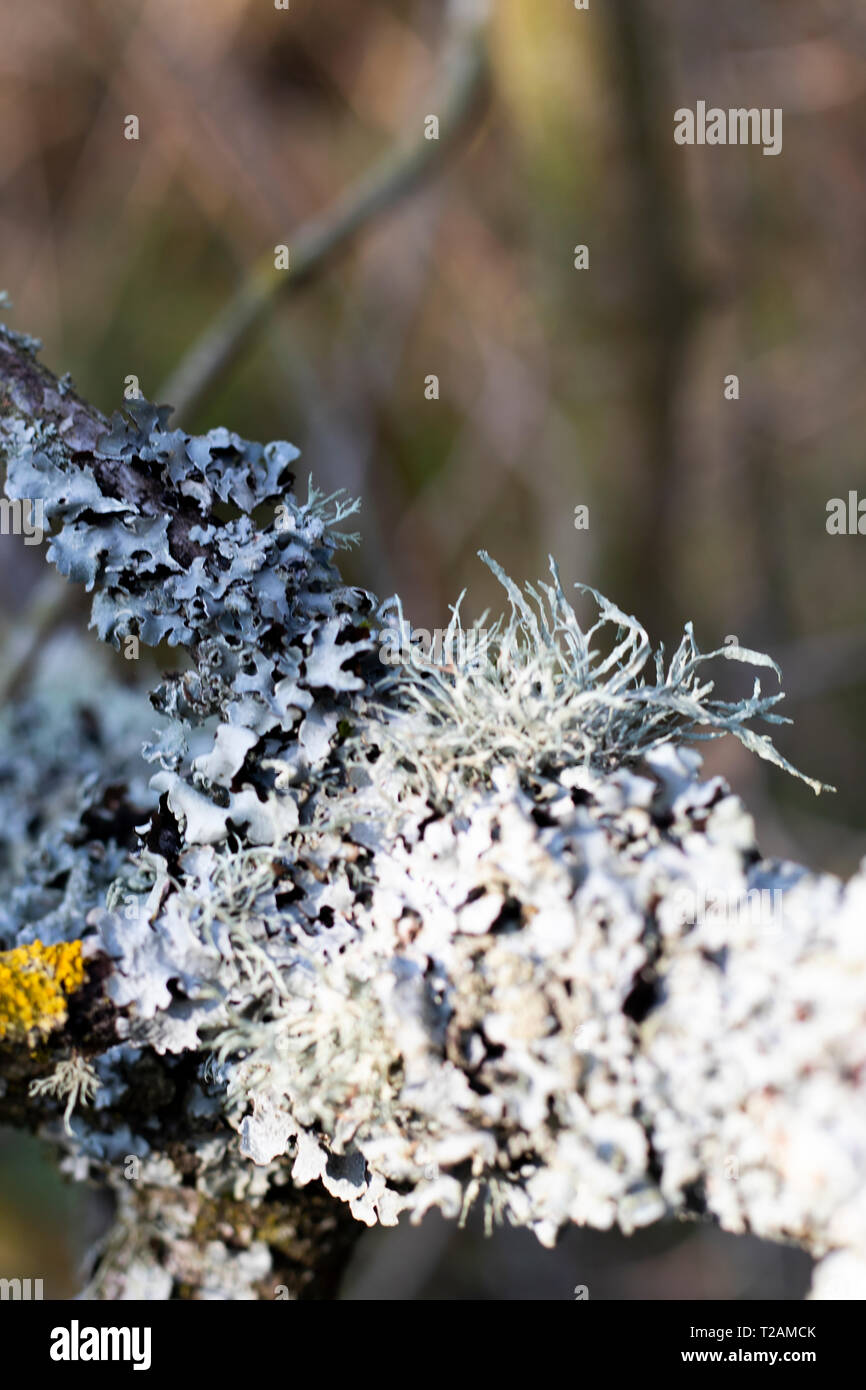 Foliose Lichen, a composite organism that arises from algae or ...