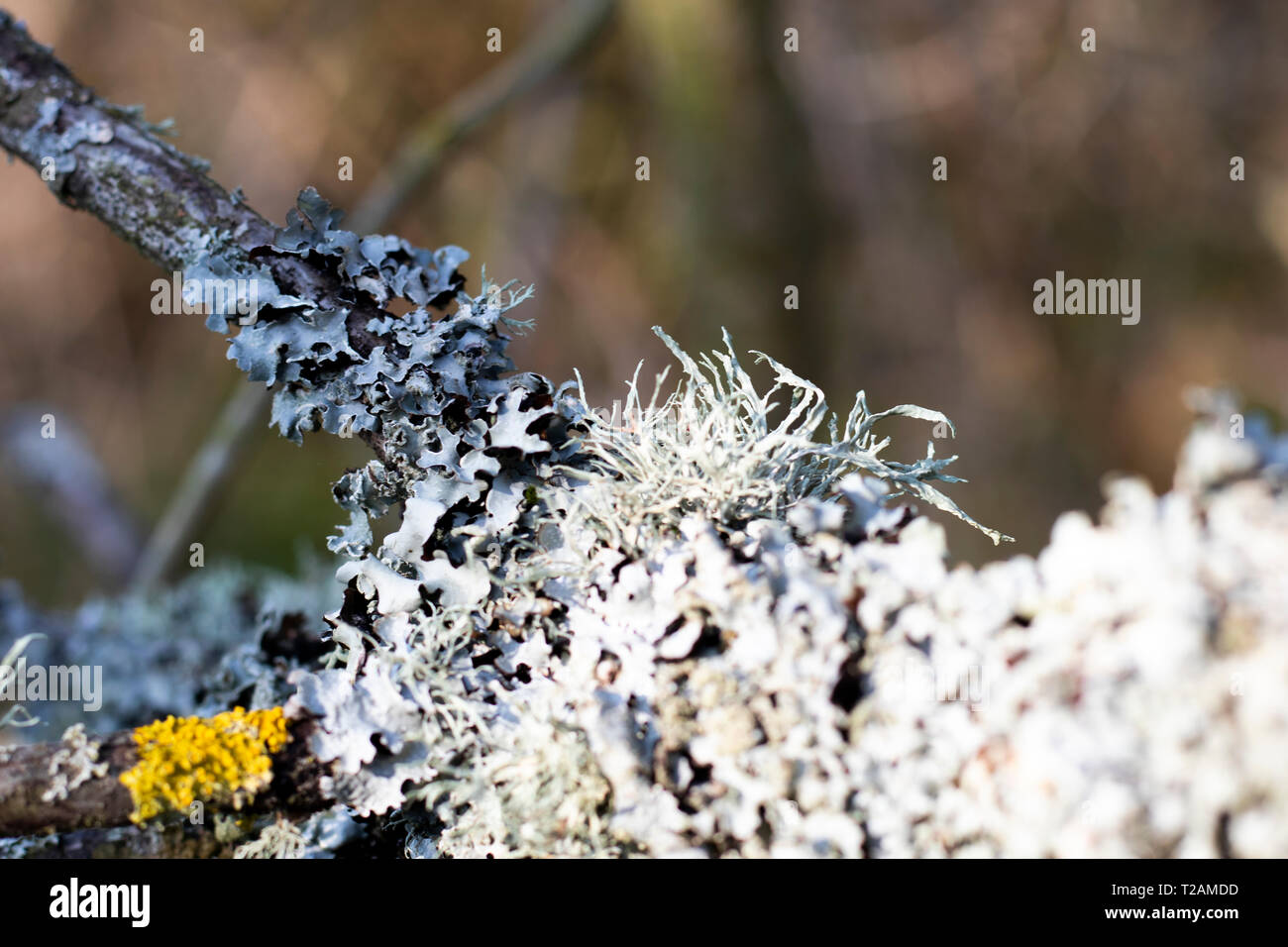 Foliose Lichen, a composite organism that arises from algae or ...